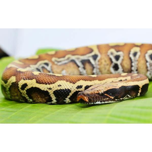 Small Sumatran Blood Pythons | LLLReptile