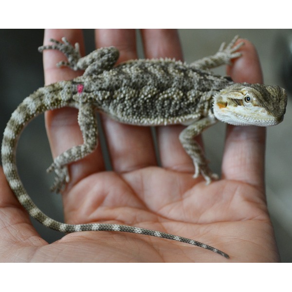 Small Bearded Dragons (Het for Witblits & Translucent) | LLLReptile