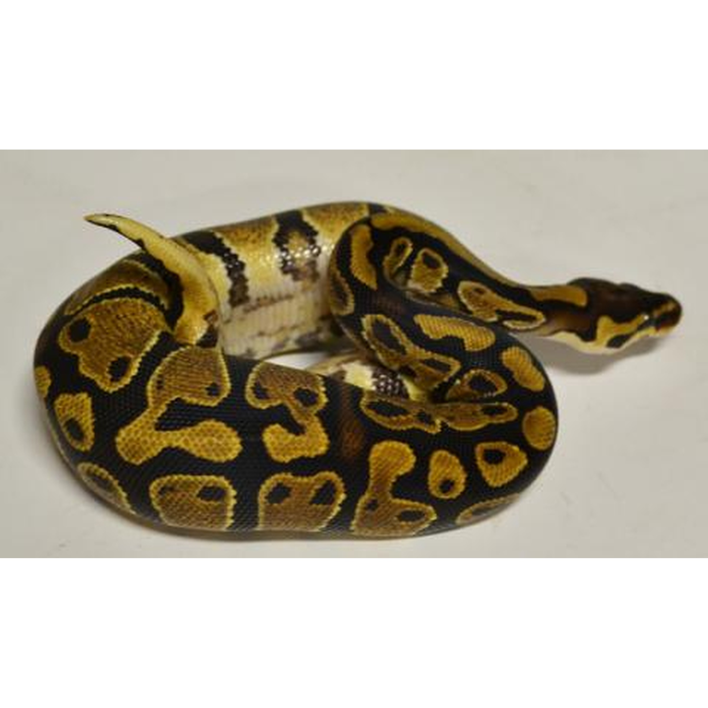 Baby Orange Belly Ball Pythons | LLLReptile