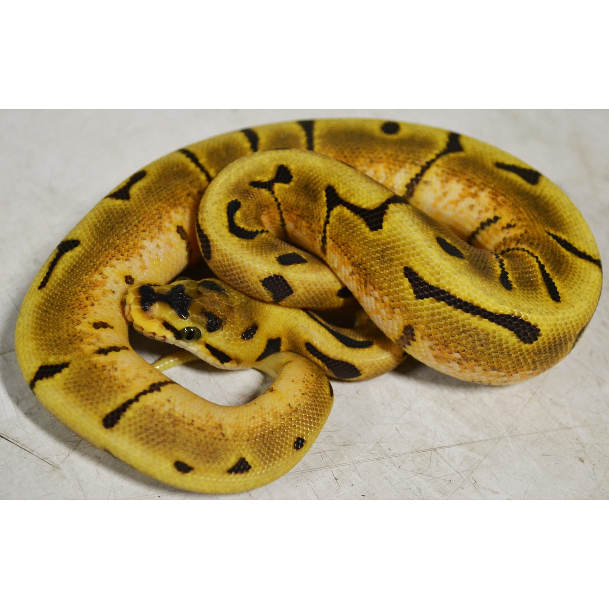 Baby Enchi Spider Ball Pythons | LLLReptile