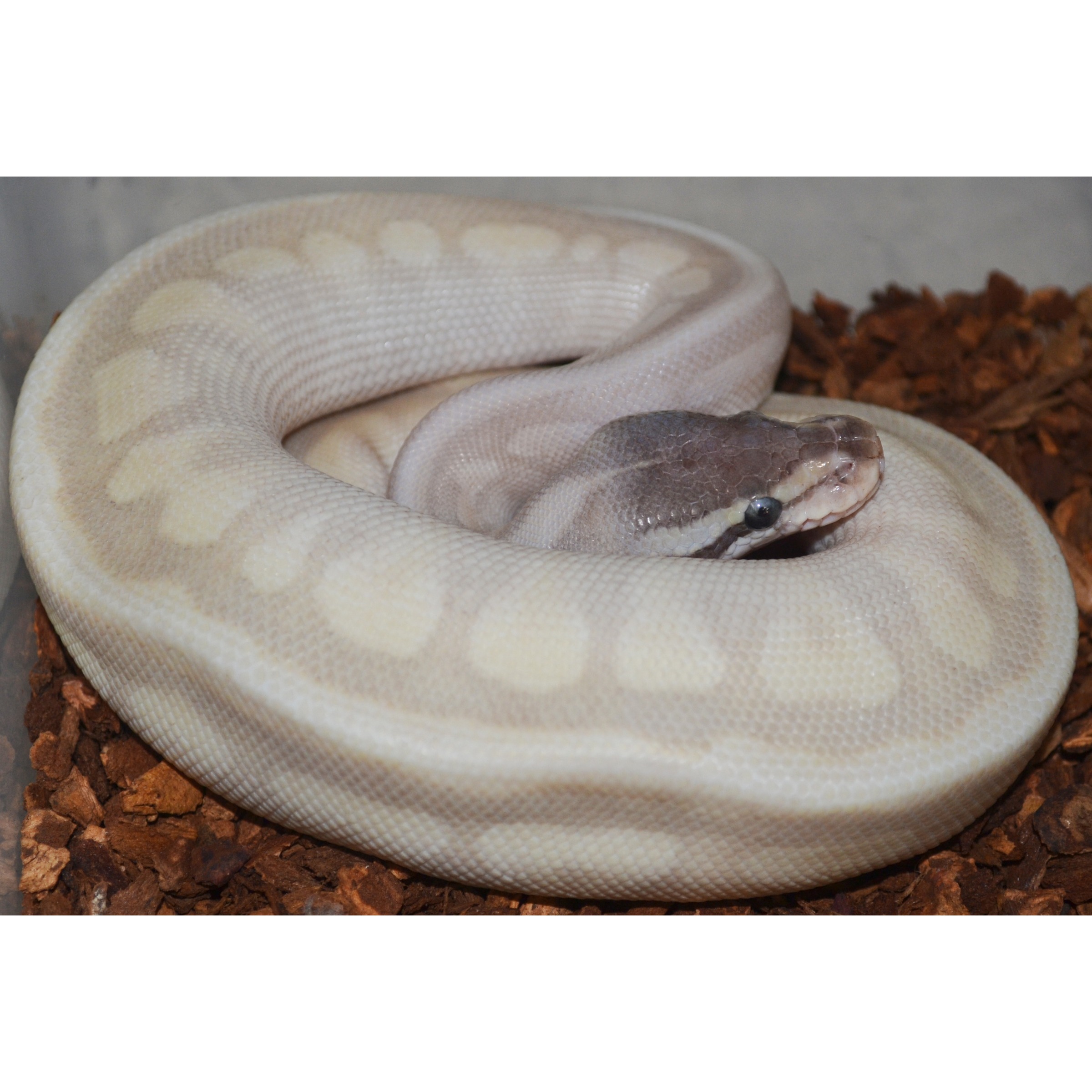 Baby Potion Spider Ball Pythons For Sale | LLLReptile