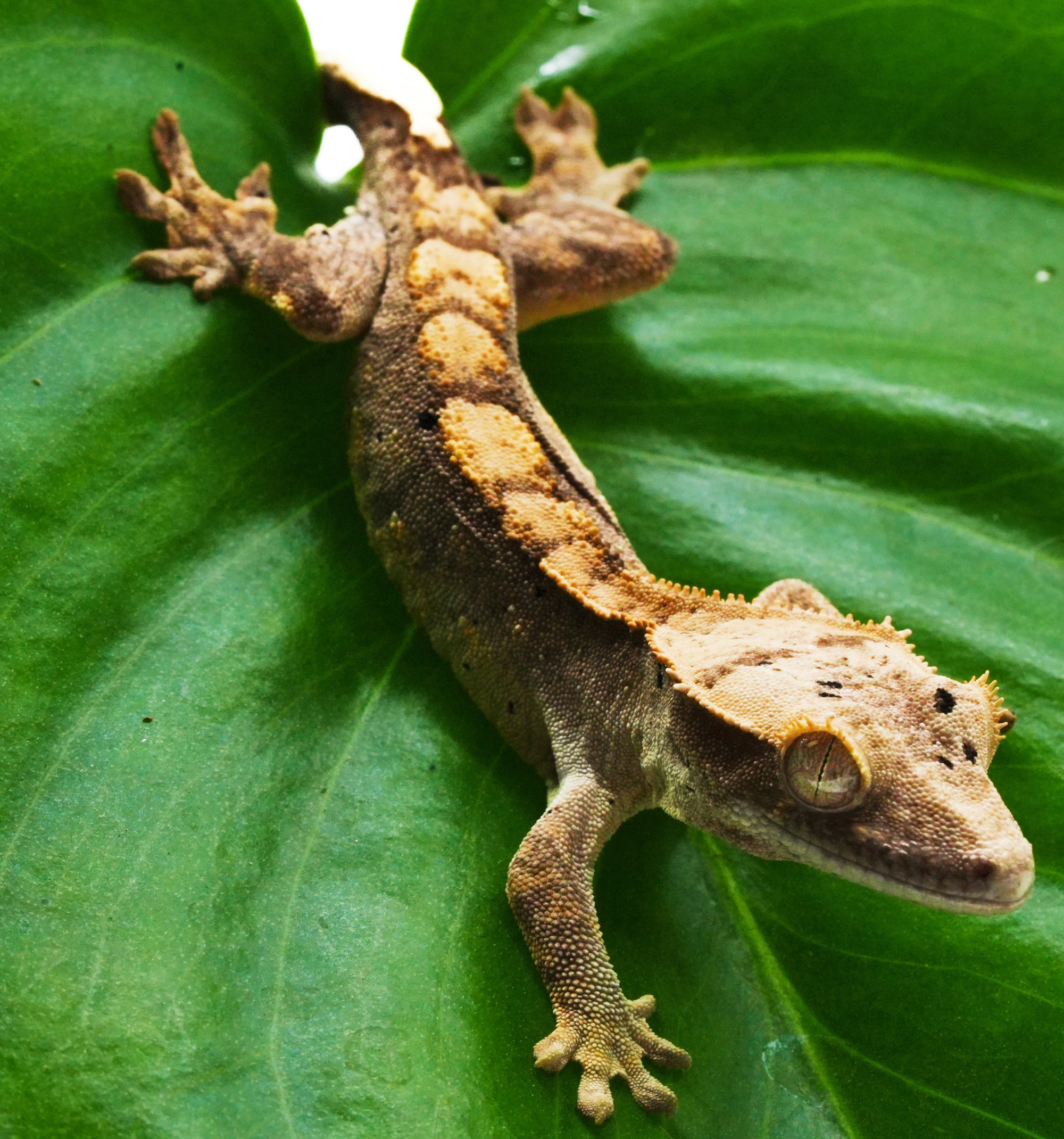 Baby Flame Dalmatian Crested Geckos | LLLReptile