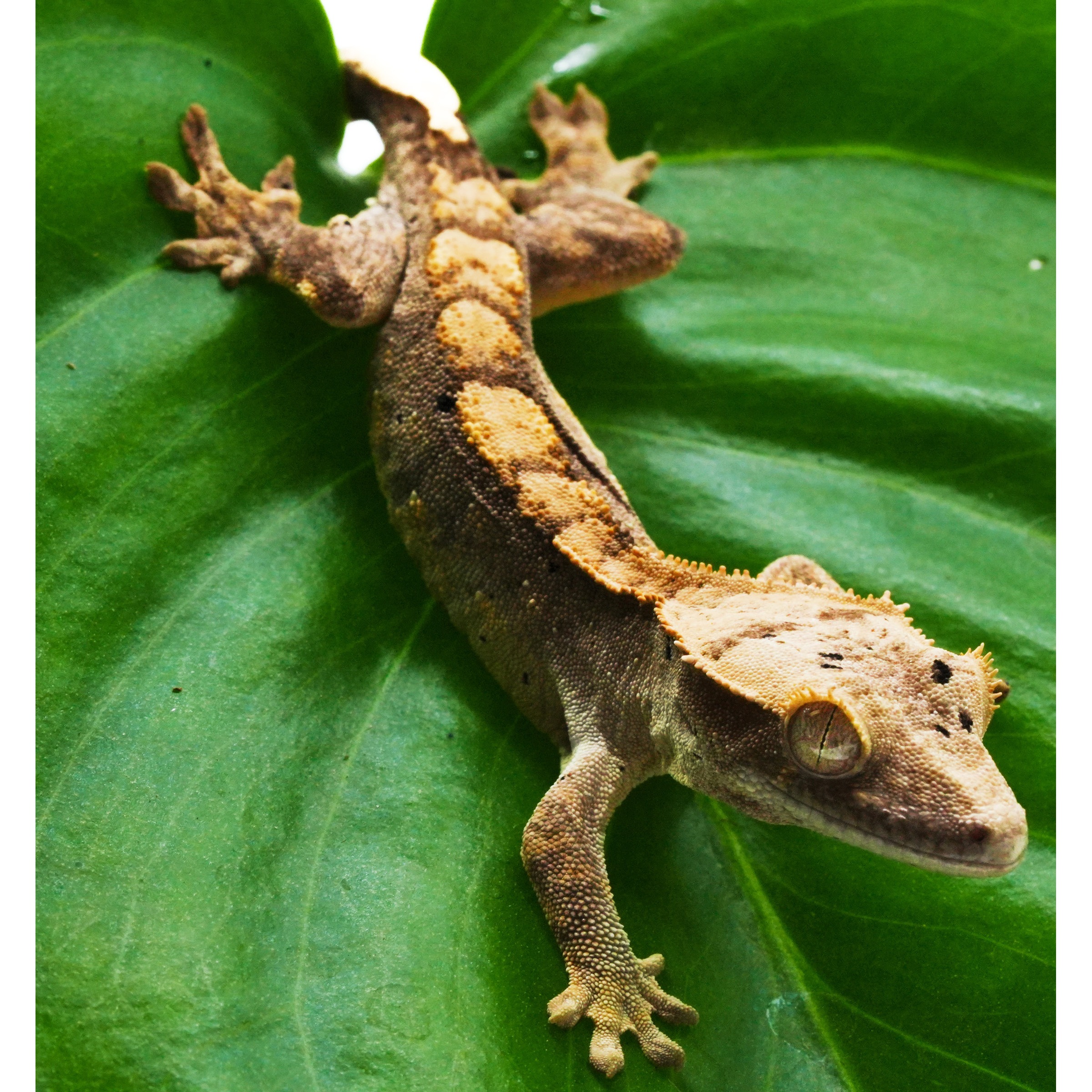 Baby Flame Dalmatian Crested Geckos | LLLReptile