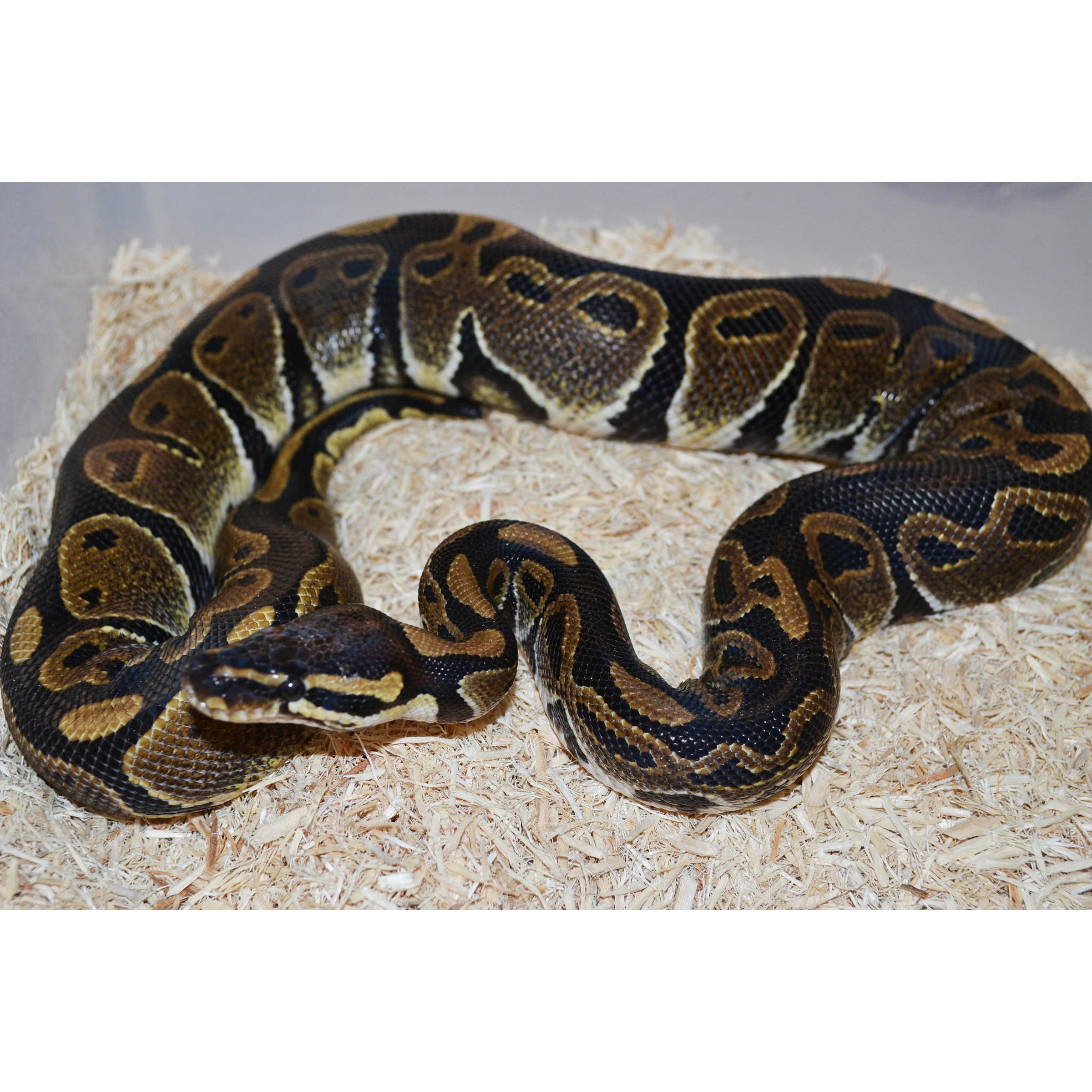 Sub Adult Ultra Melanistic Ball Pythons | LLLReptile