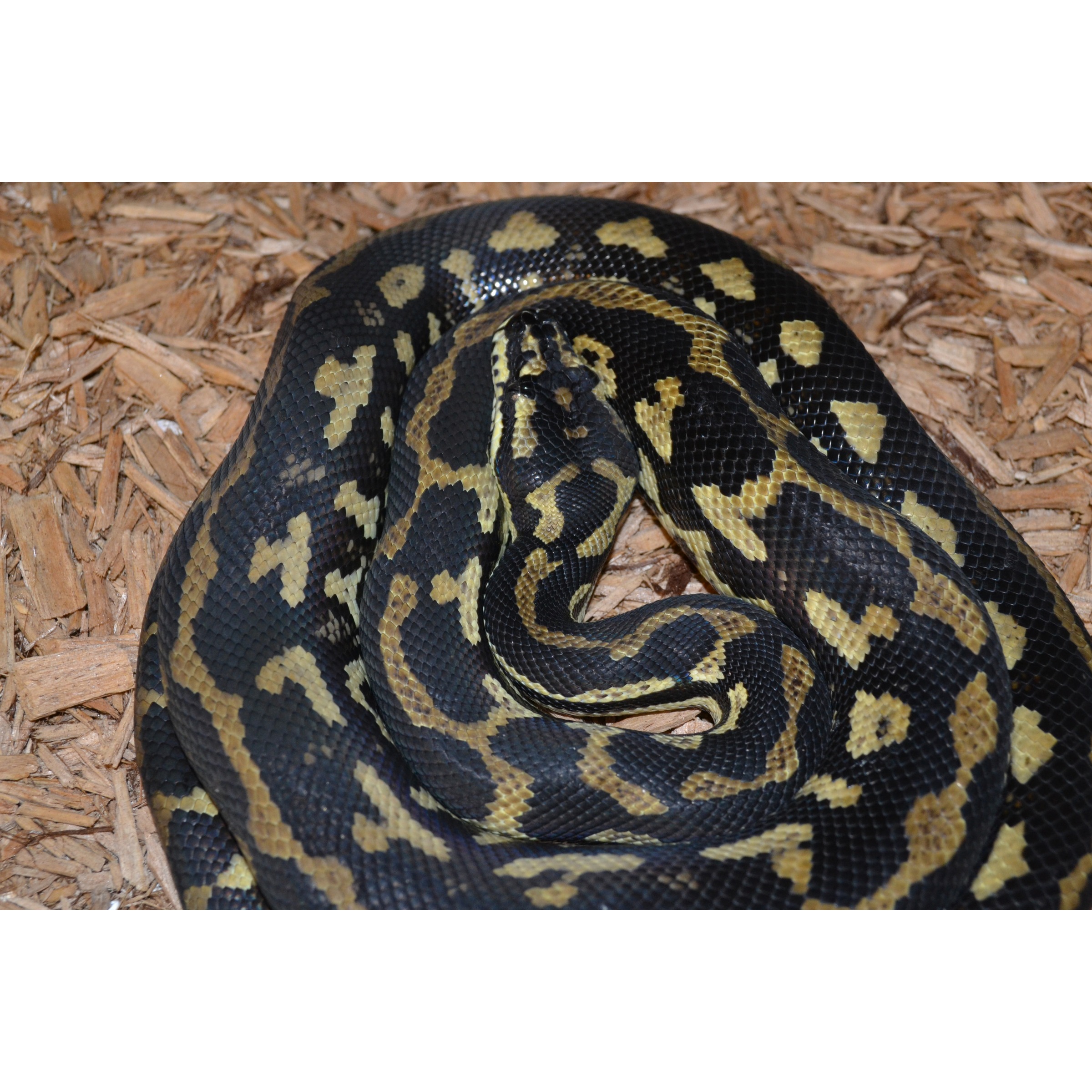 Sub Adult Palmerston Jungle Carpet Pythons | LLLReptile